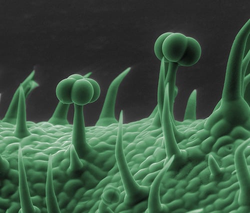 Everything Looks Cool Photographed Under An Electron Microscope