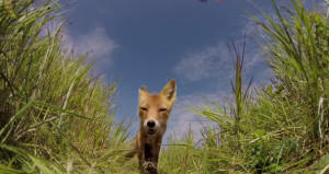 Watch As This Wiley Fox Quenches It's GoPro Craving, Eats Fallen Camera ...