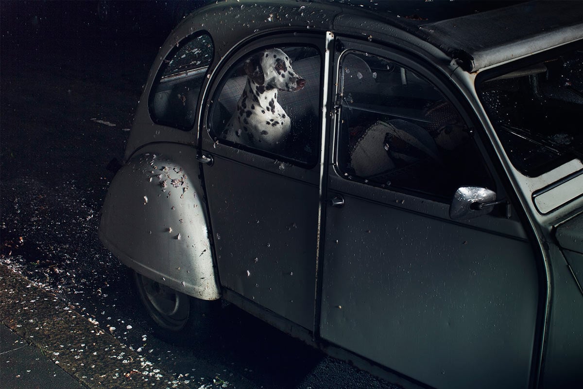 Remarkable Photo Series Of Sorrowful Dogs Waiting In Cars For Their ...