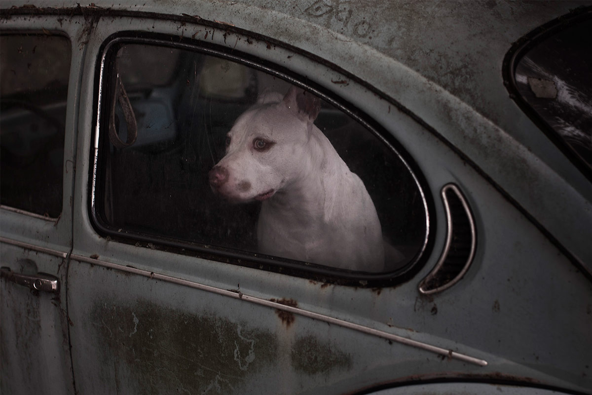Remarkable Photo Series Of Sorrowful Dogs Waiting In Cars For Their ...