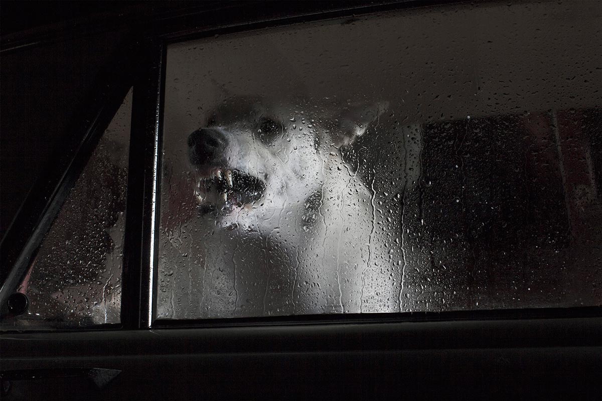 Remarkable Photo Series Of Sorrowful Dogs Waiting In Cars For Their ...