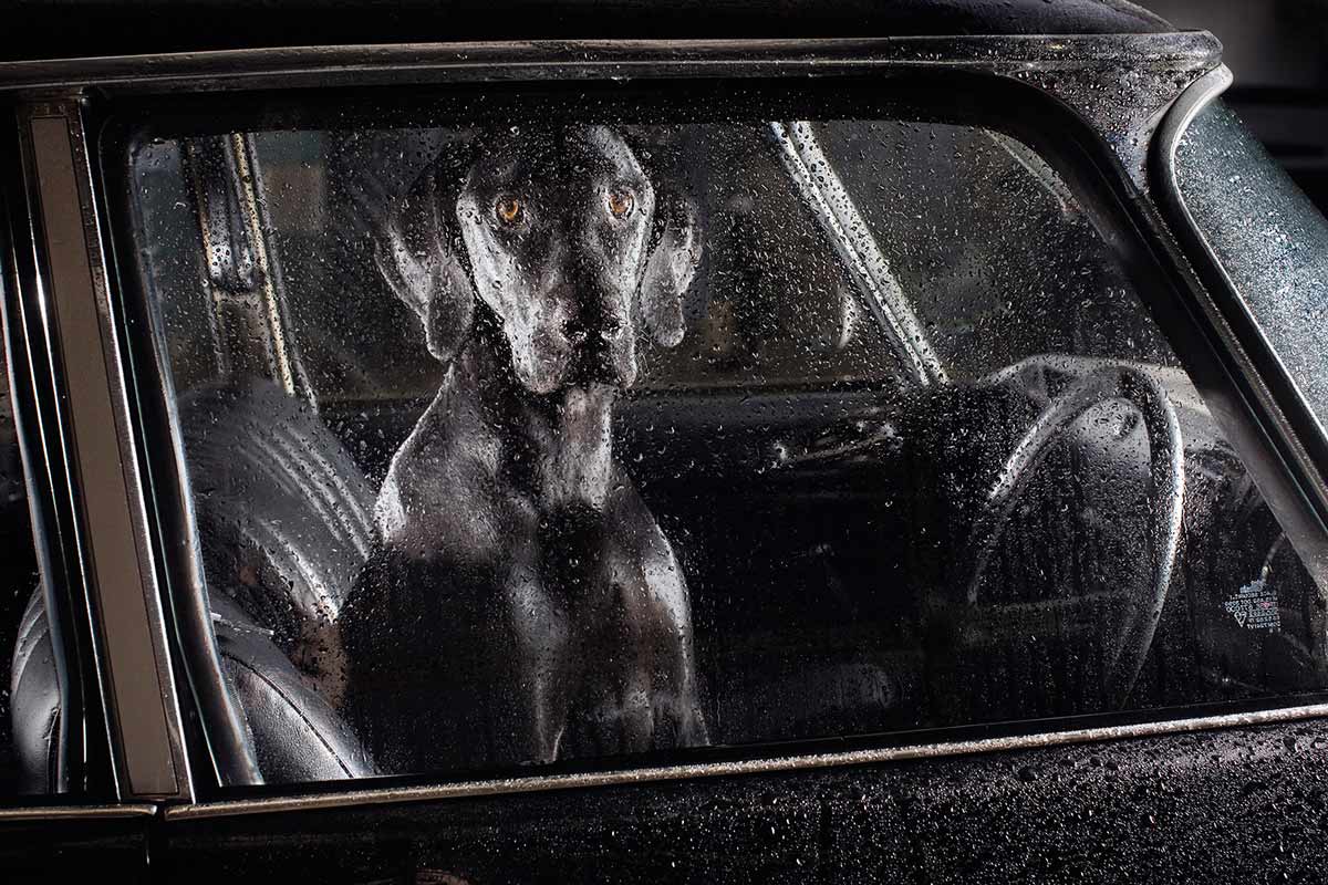 Remarkable Photo Series Of Sorrowful Dogs Waiting In Cars For Their ...