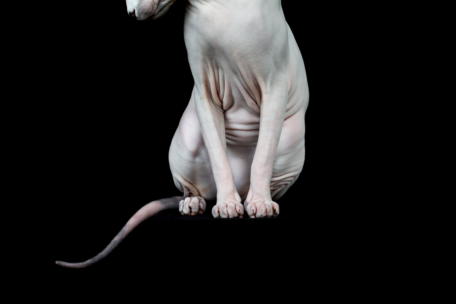 Discover The Beauty Of Hairless Cats In This Striking Portrait ...