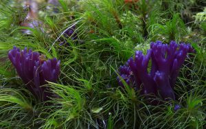 Steve Axford on capturing the beautiful world of fungi