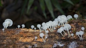 Steve Axford on capturing the beautiful world of fungi