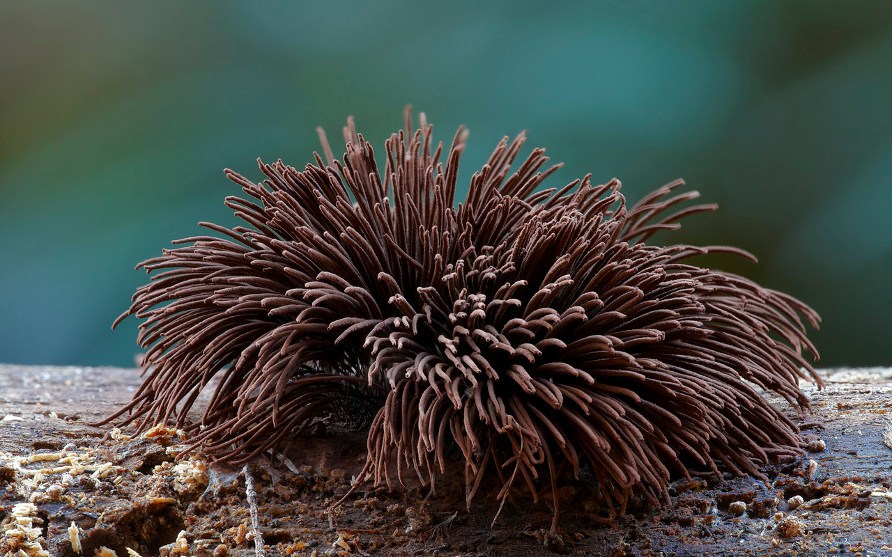 Steve Axford on capturing the beautiful world of fungi