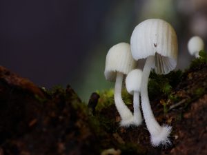 Steve Axford on capturing the beautiful world of fungi - DIY Photography