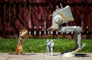 Photographer Gets Wild Chipmunks to Play Star Wars