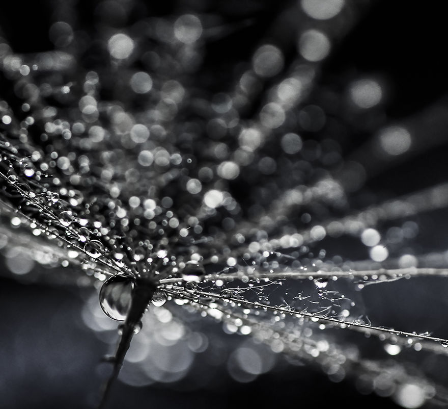 Photographer Creates Mesmerizing Macro Images of Water Droplets on ...
