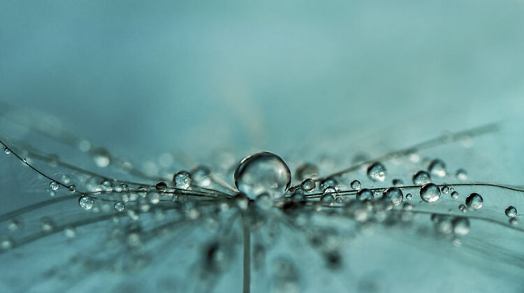 Photographer Creates Mesmerizing Macro Images of Water Droplets on ...