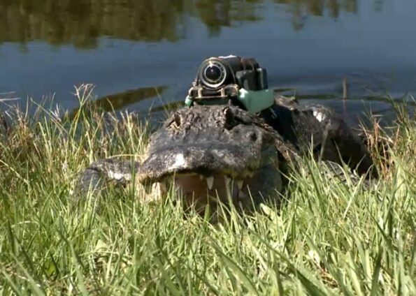 National Geographic’s Crittercam Gives Unique Insight To The Eating ...