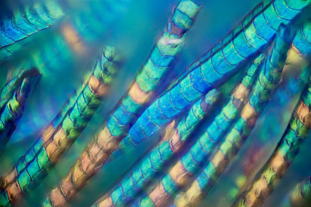 This photographer uses photo stacking techniques and a microscope to ...