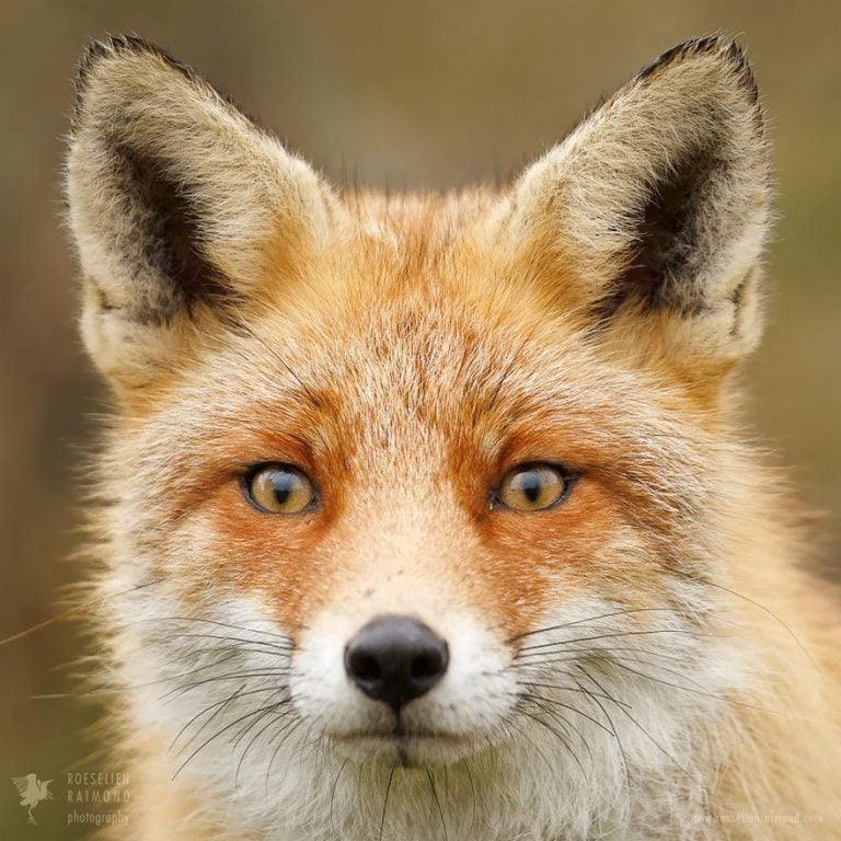 Faces of Foxes: Every Fox Has Different Personality