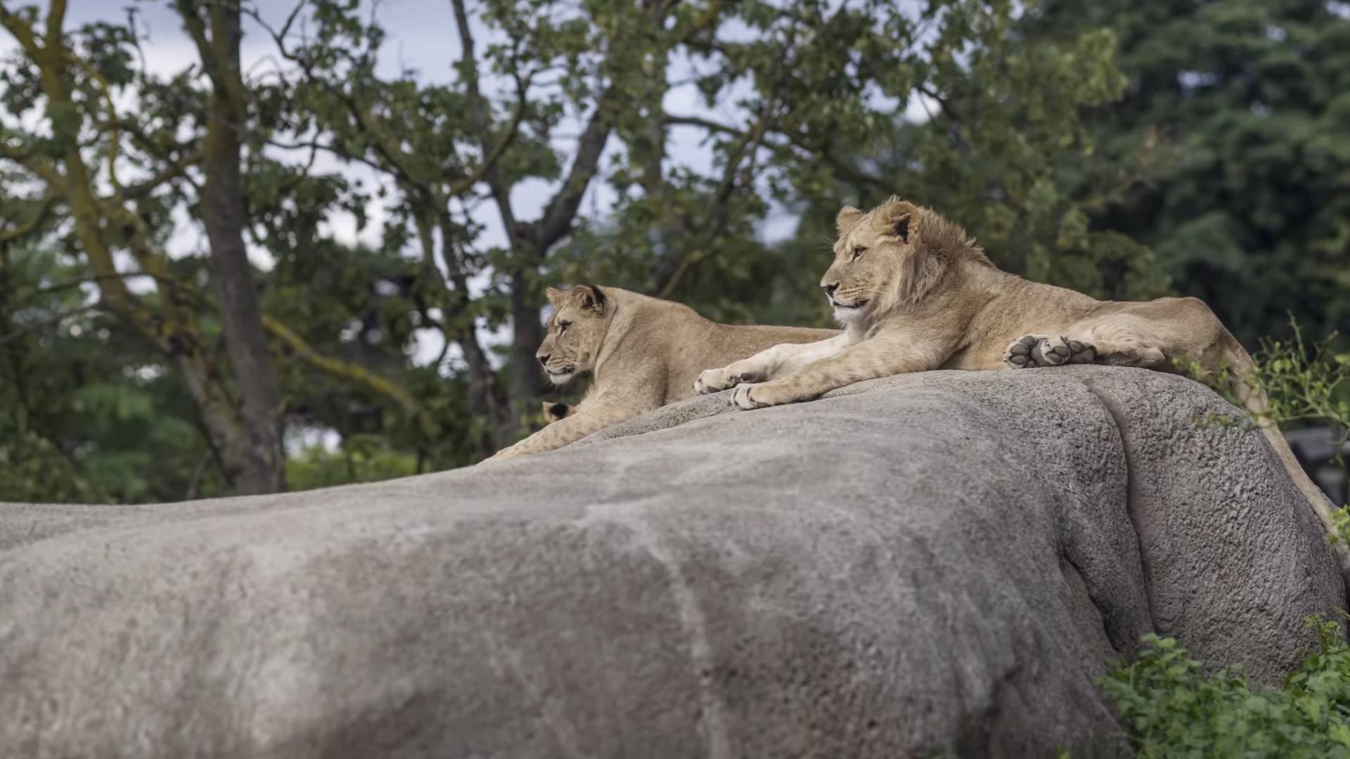 How to shoot Bokeh Panorama for animals and wildlife photography