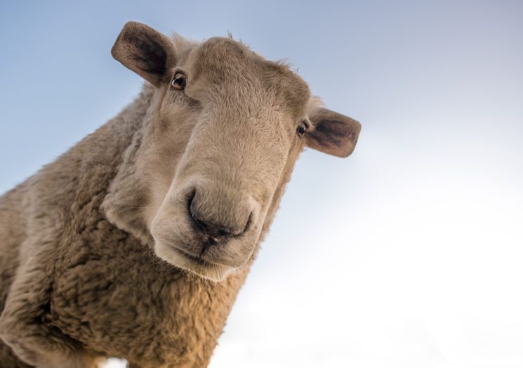 This digital artist turns animals square for "Minecraft in real life ...