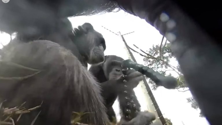 Chimp steals a 360° camera to take selfies with friends
