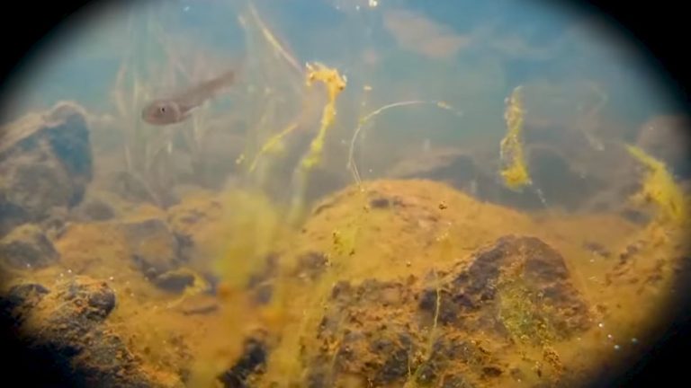 Turn any camera into underwater camera with this $10 DIY periscope