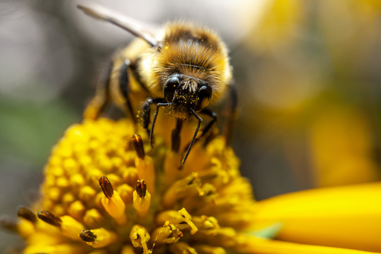 How to convert almost any standard zoom lens into a macro lens - DIY ...