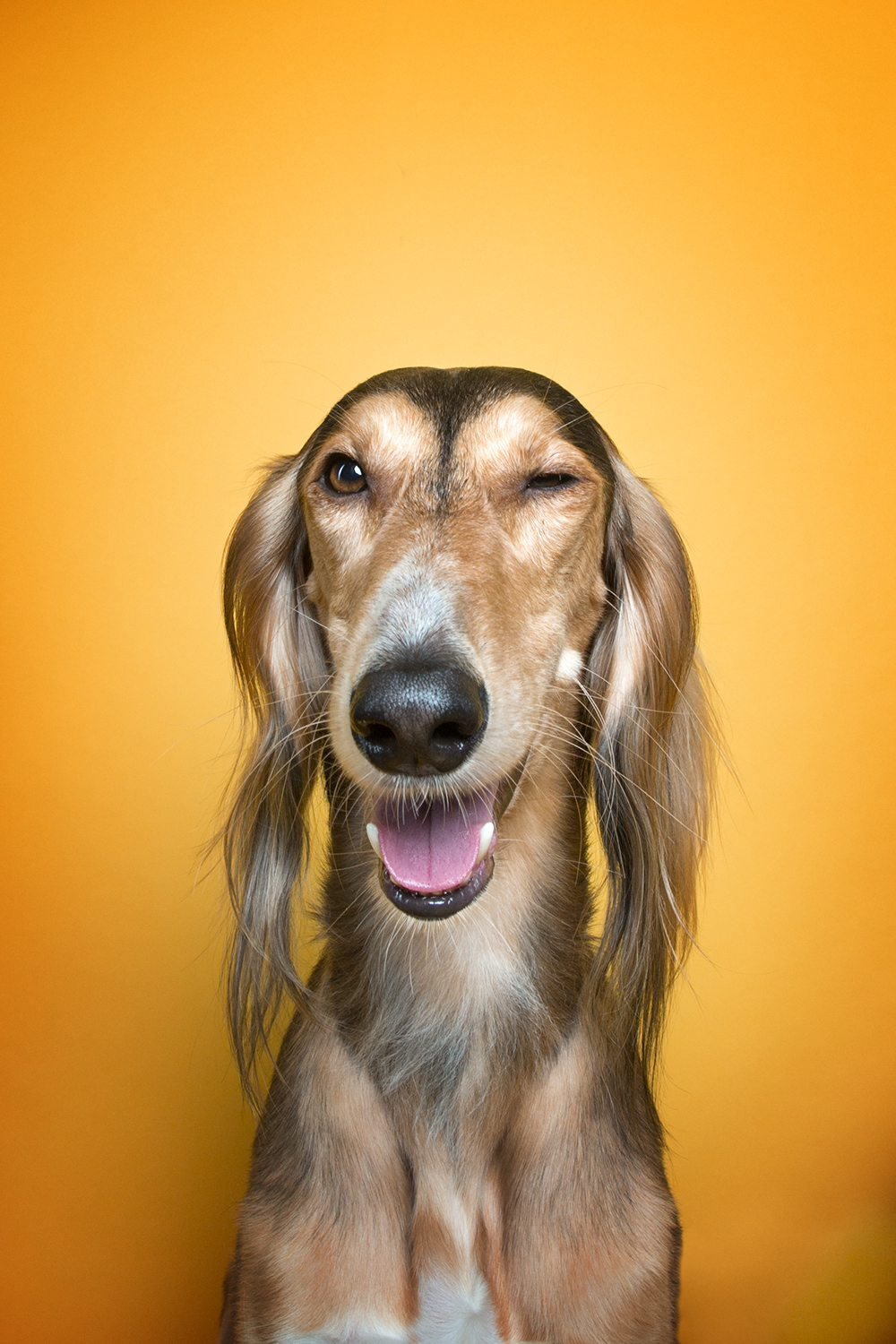 Photographers show unique traits of dogs in an adorable series of portraits