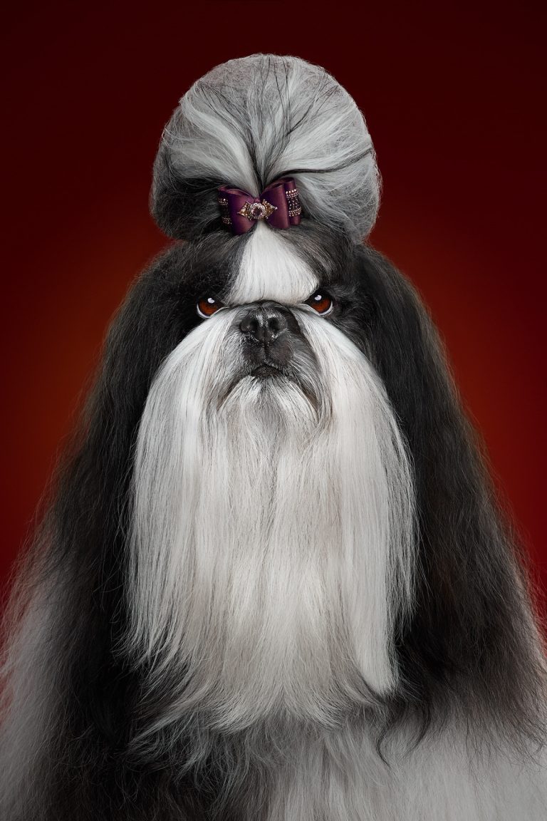 Photographers show unique traits of dogs in an adorable series of portraits