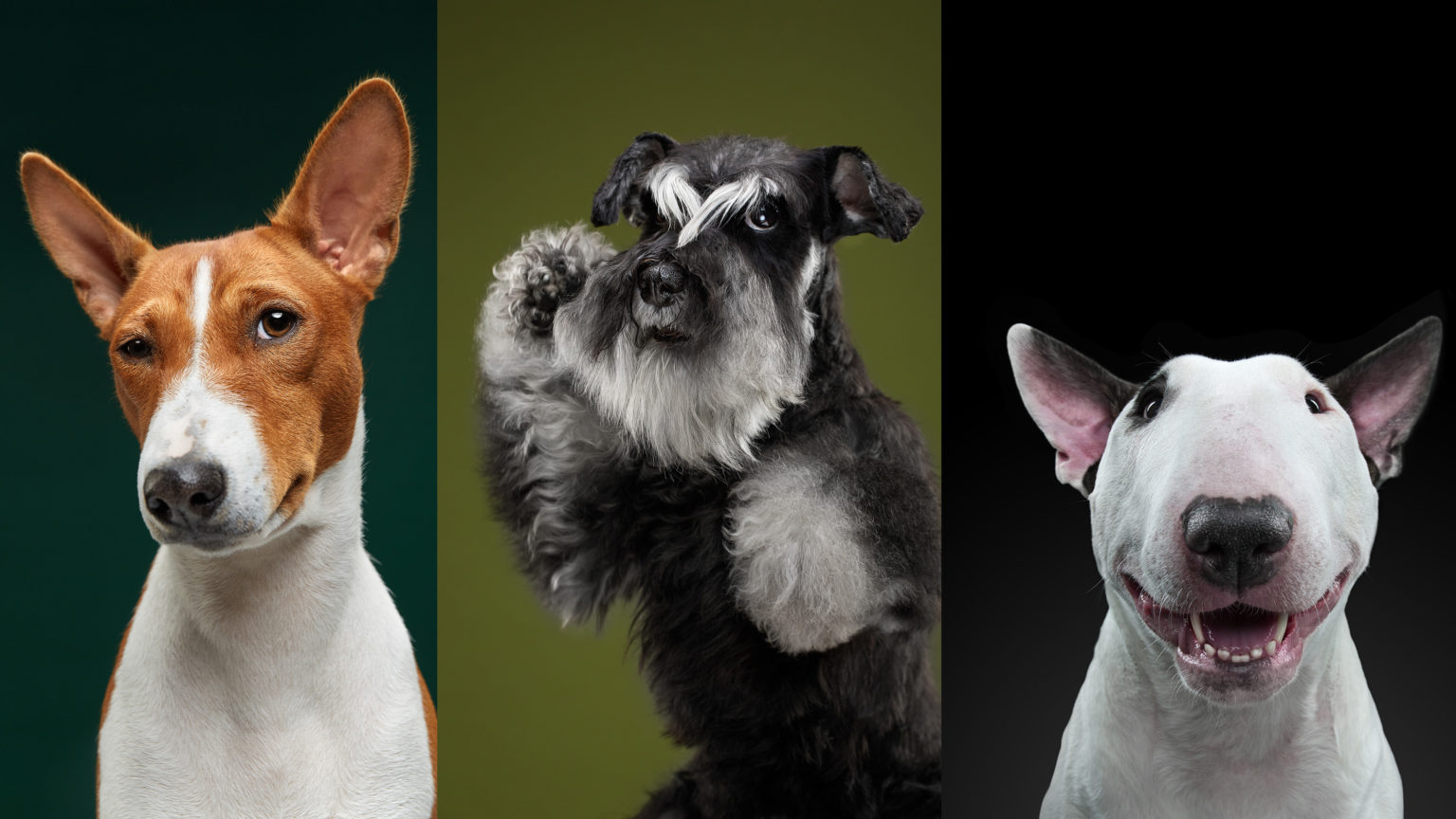 Photographers show unique traits of dogs in an adorable series of portraits