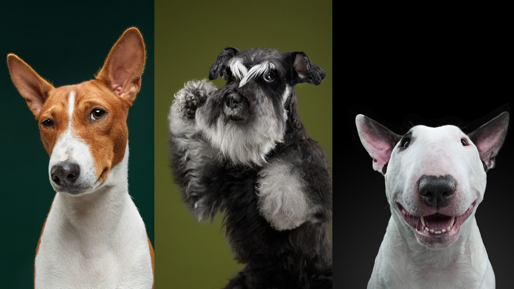 Photographers show unique traits of dogs in an adorable series of portraits