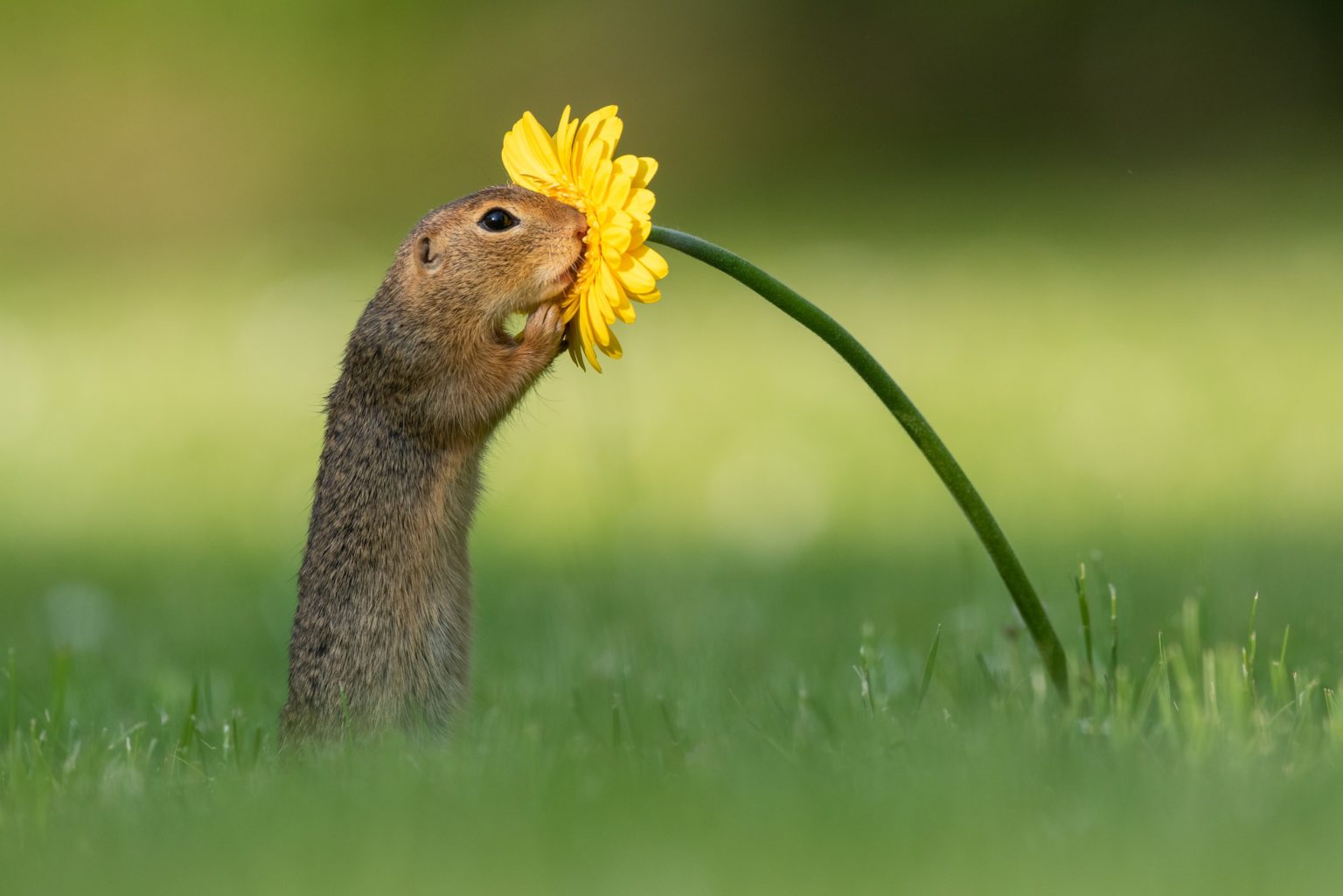 Photographer captures the cutest squirrel embracing and smelling a flower