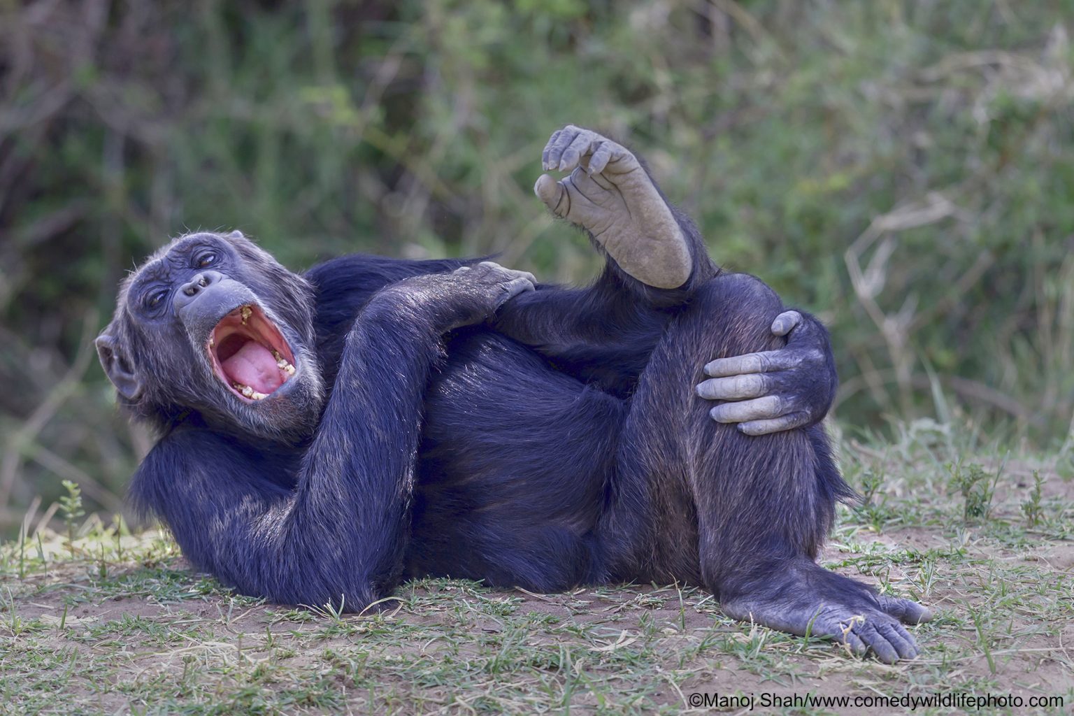 Comedy Wildlife Photography Awards is open for entries, here are some ...