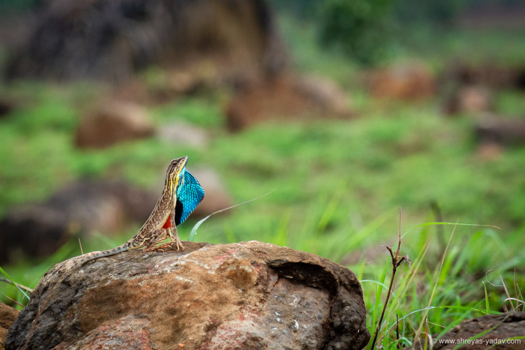 Use these seven simple tips to take your close-up photos to the next level