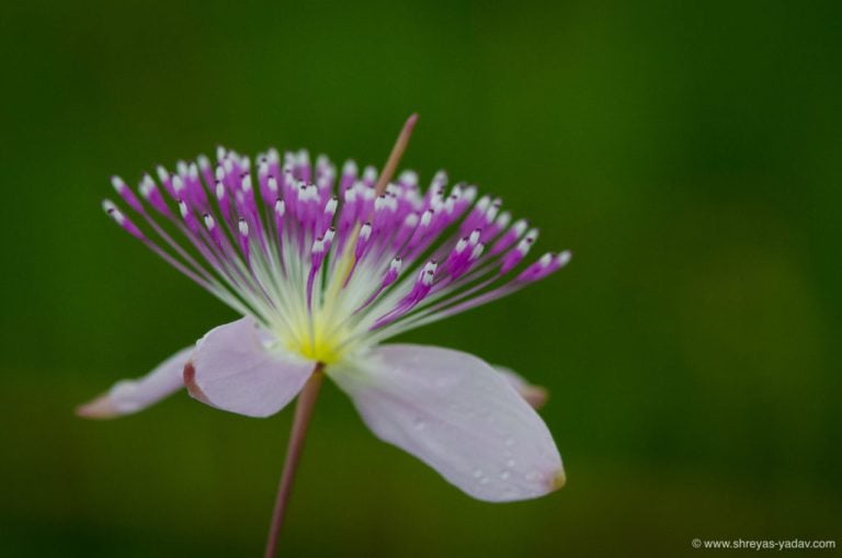 Use these seven simple tips to take your close-up photos to the next level