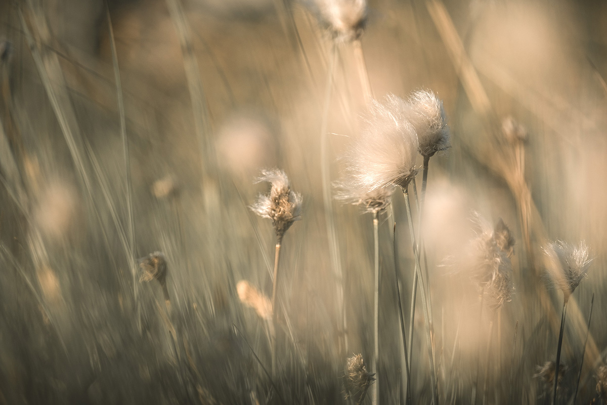 Apply these five simple tips to add impact to your photos