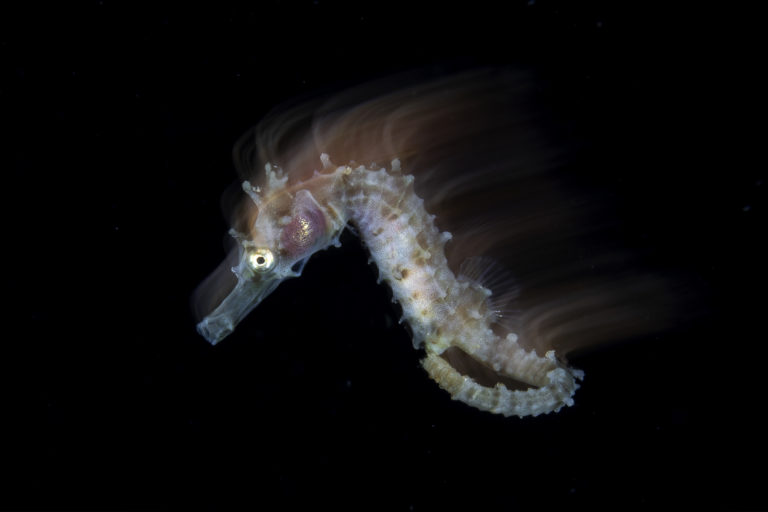 Winners of 2020 Ocean Art "Safe Under the Sea" contest reveal the ...