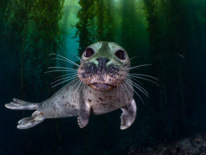 Winners of 2020 Ocean Art "Safe Under the Sea" contest reveal the ...