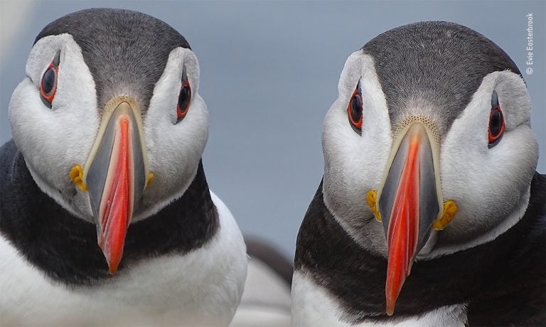 These puffins are the cutest photo of 2020 Wildlife Photographer of the ...