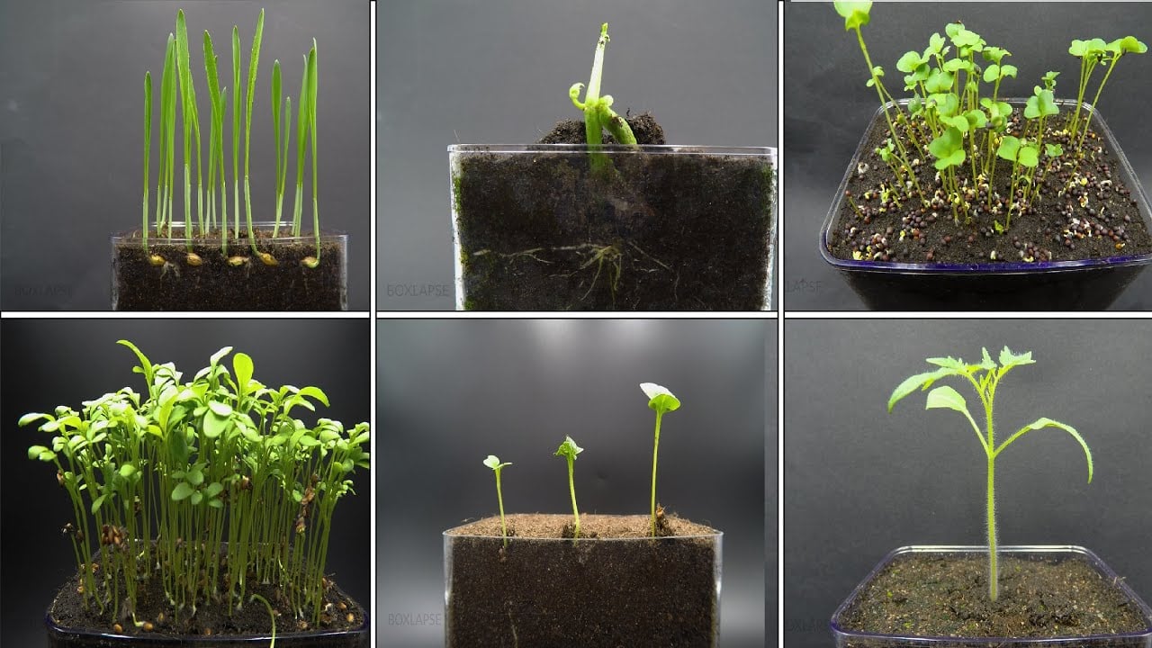 Growing plants “dance” to jazz in this satisfying timelapse