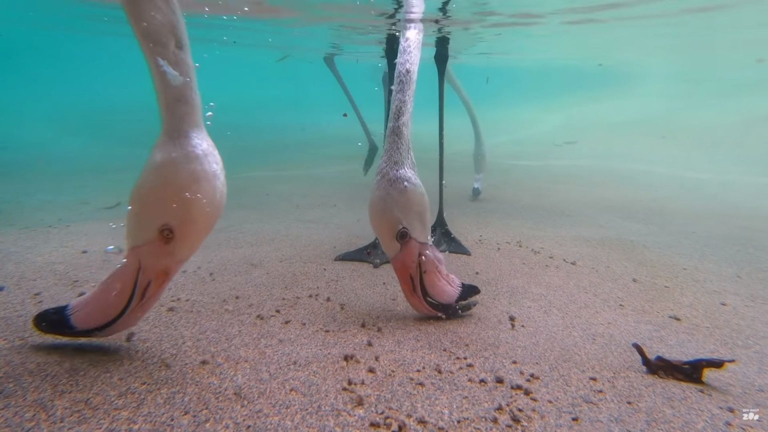 Underwater camera reveals the hidden world of feeding flamingos