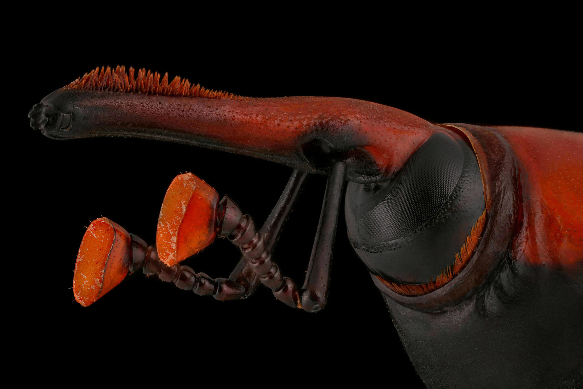 2020 Bug Photographer of the Year winners will take your fear of bugs away