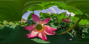 The Epson International Pano Awards 2020 is a mind-blowing collection ...