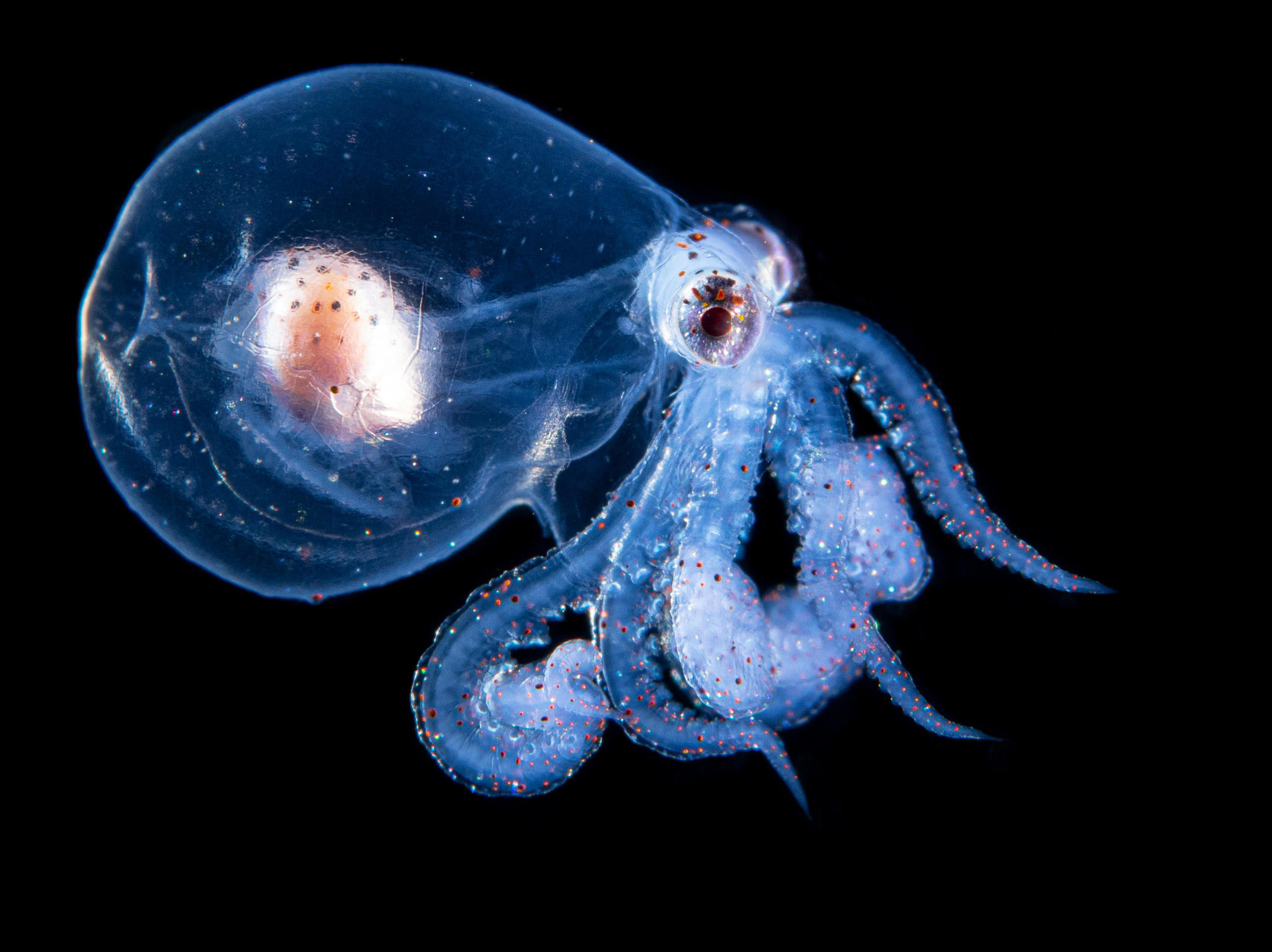 2020 Bug Photographer of the Year winners will take your fear of bugs away