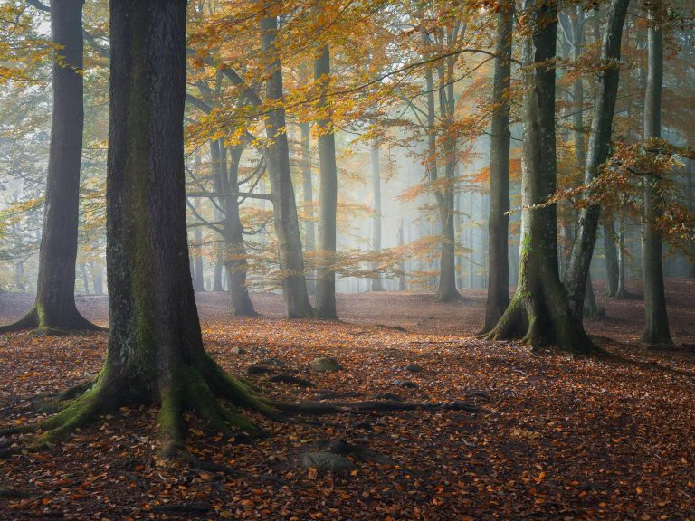 7 Critical tips to master forest photography
