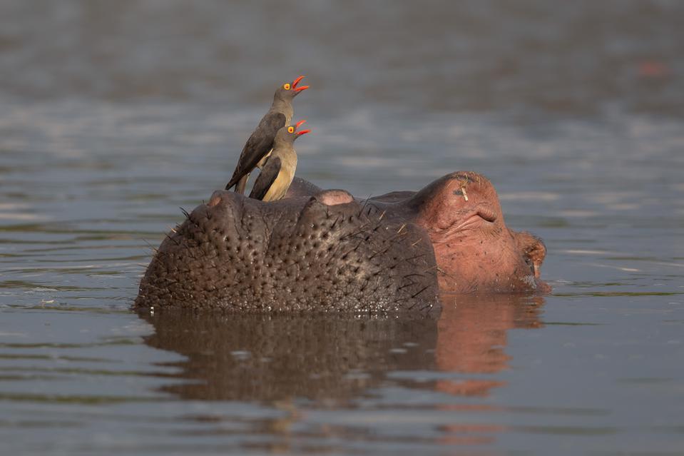 Visit the secret life of birds with 2021 Bird Photographer of the Year ...