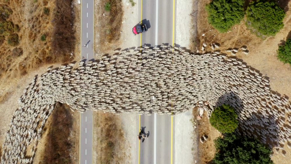 This mesmerising aerial timelapse shows the movement of a herd of over ...