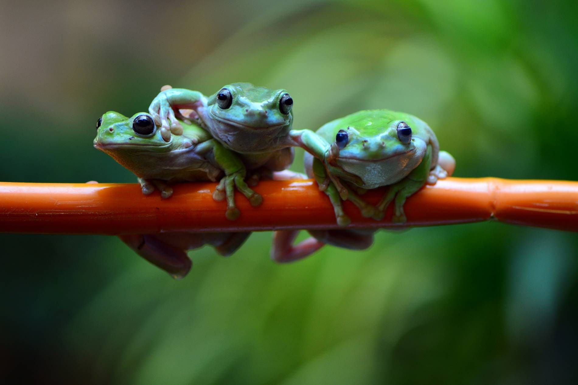 These photos show how adorable frogs can be