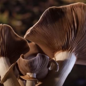 Tips for shooting close up fungi images - DIY Photography