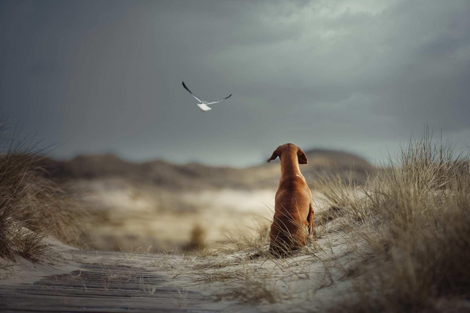 These are the winning images from the 2021 Dog Photography Awards