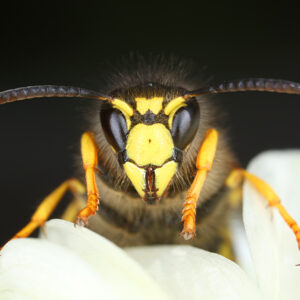 How to shoot macro bug photography in your own backyard