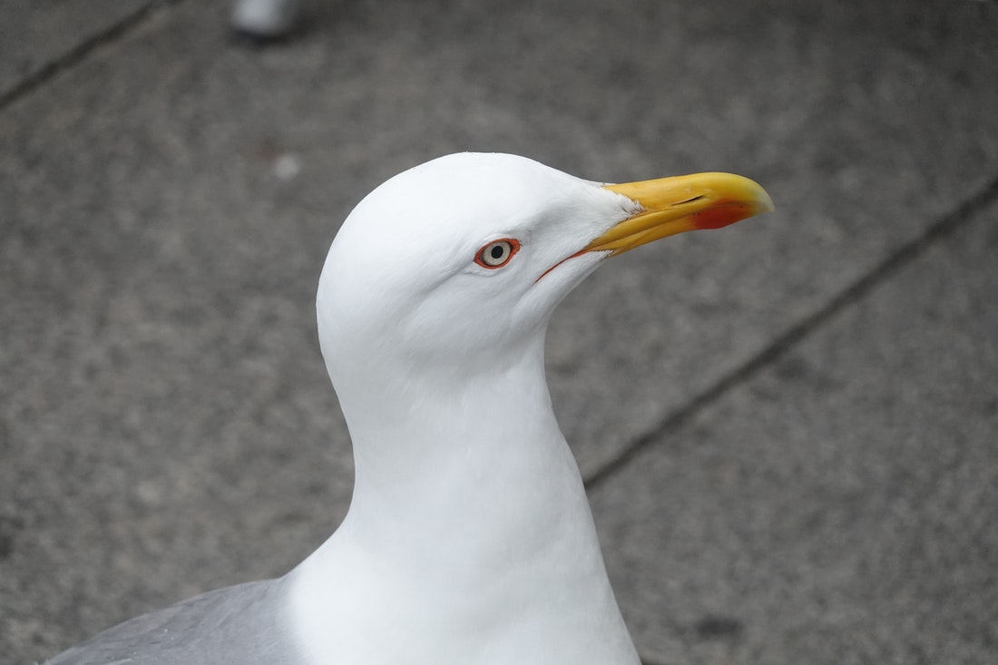 Can you do bird photography with an iPhone?