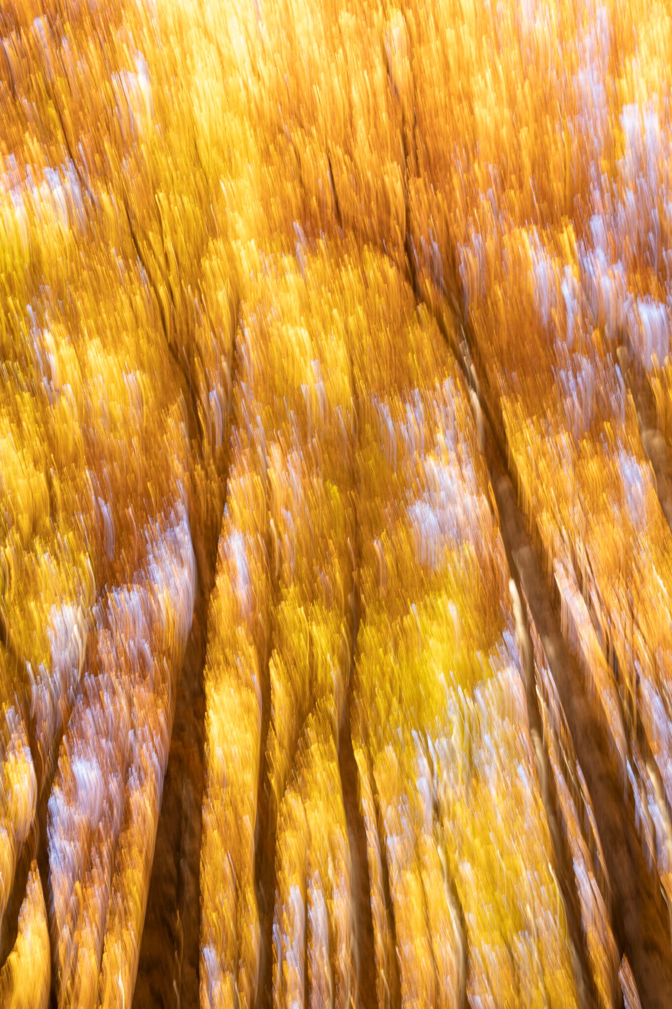 Create abstract art photographs with deliberate camera movement and ...