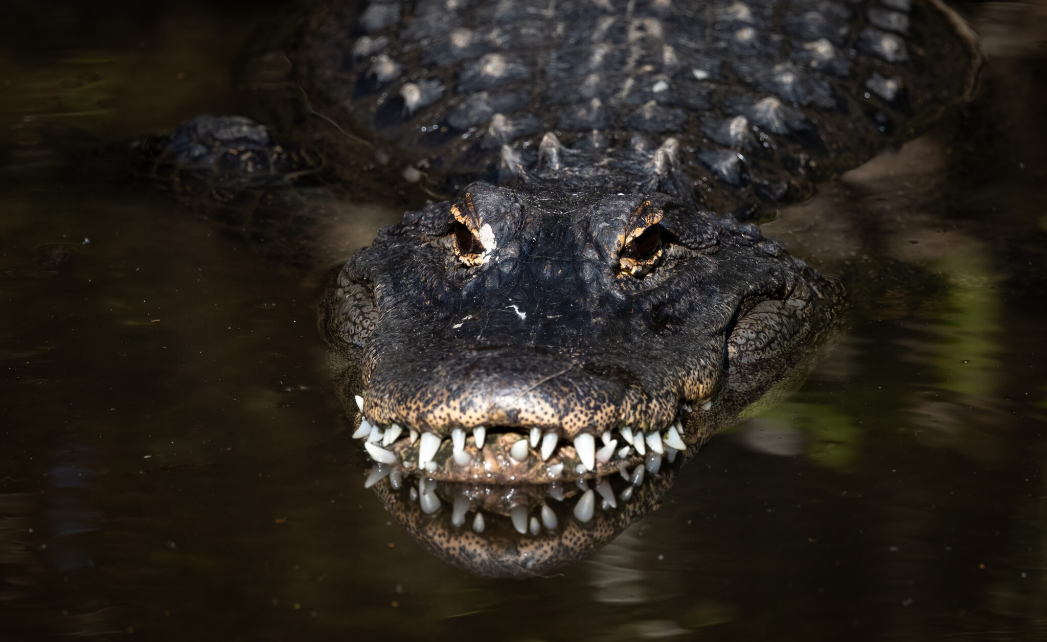 Photographer films ultra close up of alligator's mouth, by accident