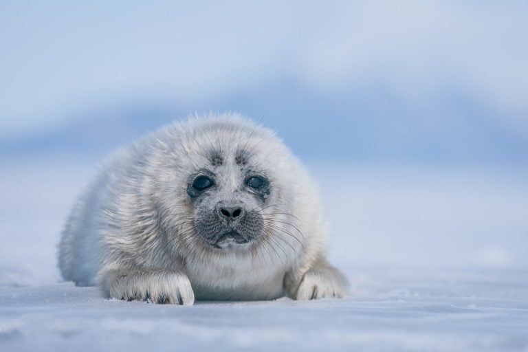 Photographer captures adorable baby seal under the ice of Lake Baikal